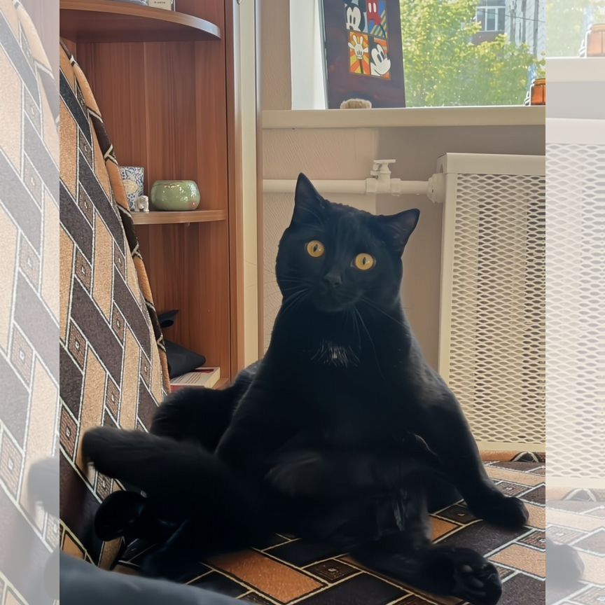 Взрослый кот в добрые руки