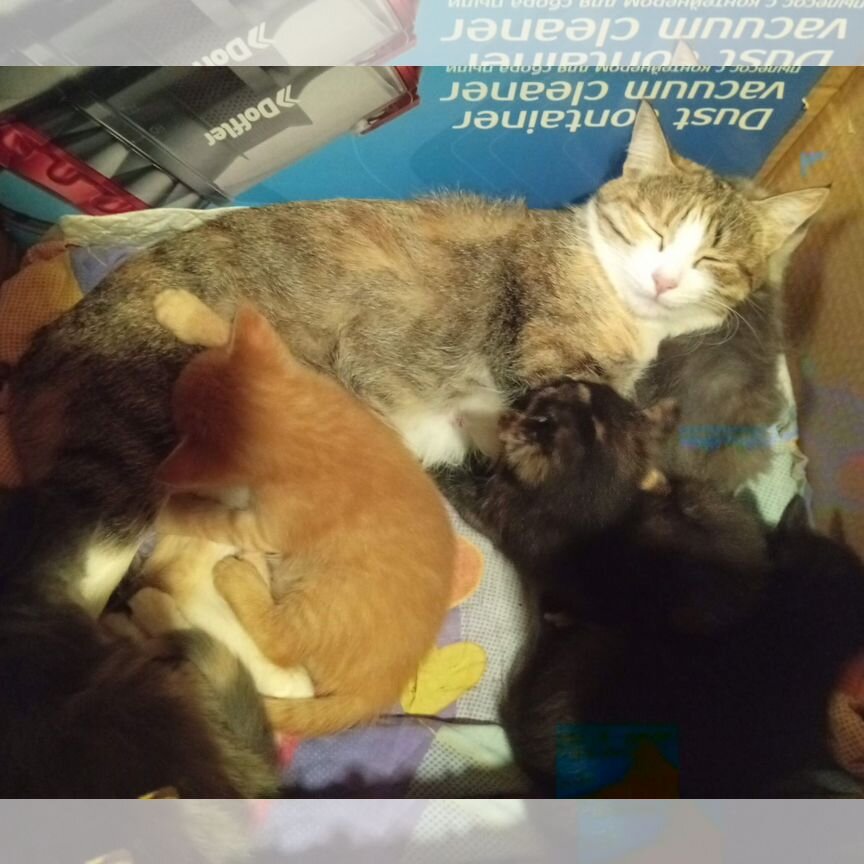 Котёнок в добрые руки