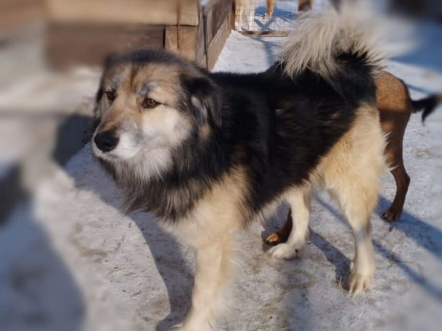 Собака