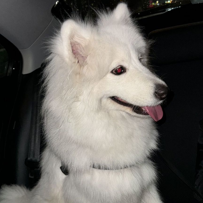 Найдена самоедская лайка