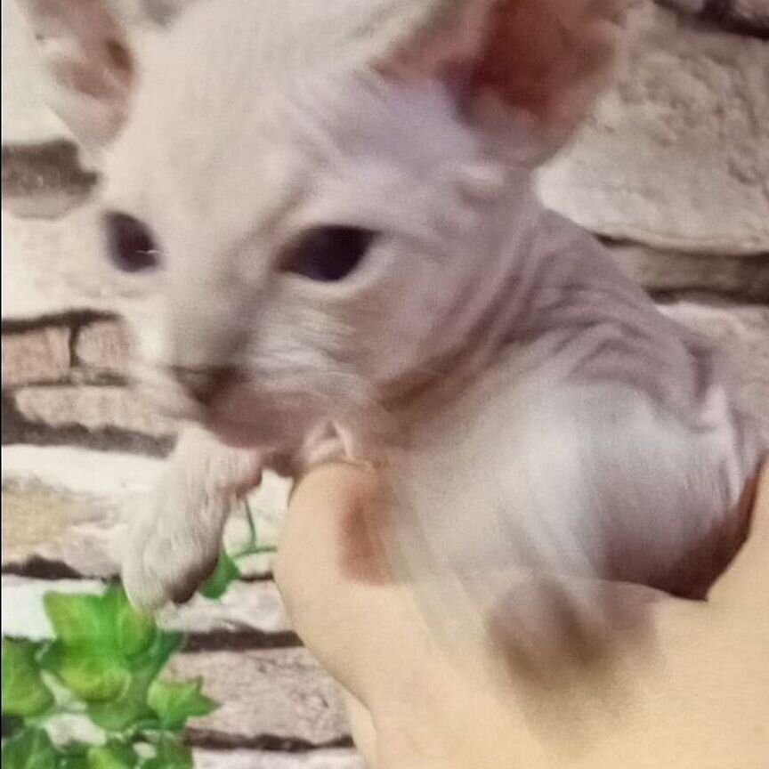 Сфинкс котенок