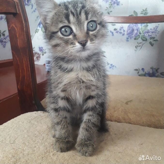 Котенок мальчик бесплатно-настоящий друг