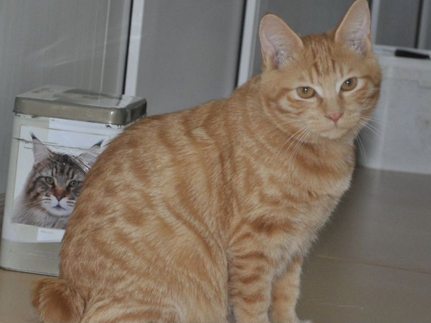 Настоящий охотник