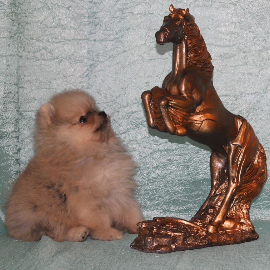 Померанский шпиц, щенок