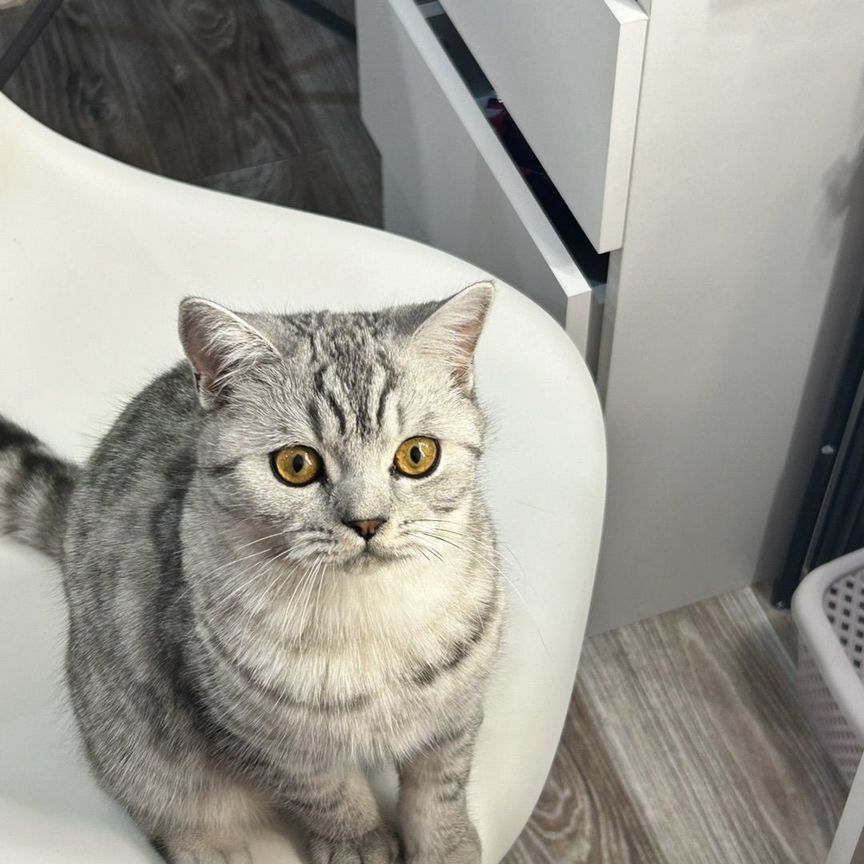 Отдам бесплатно кошку и кота