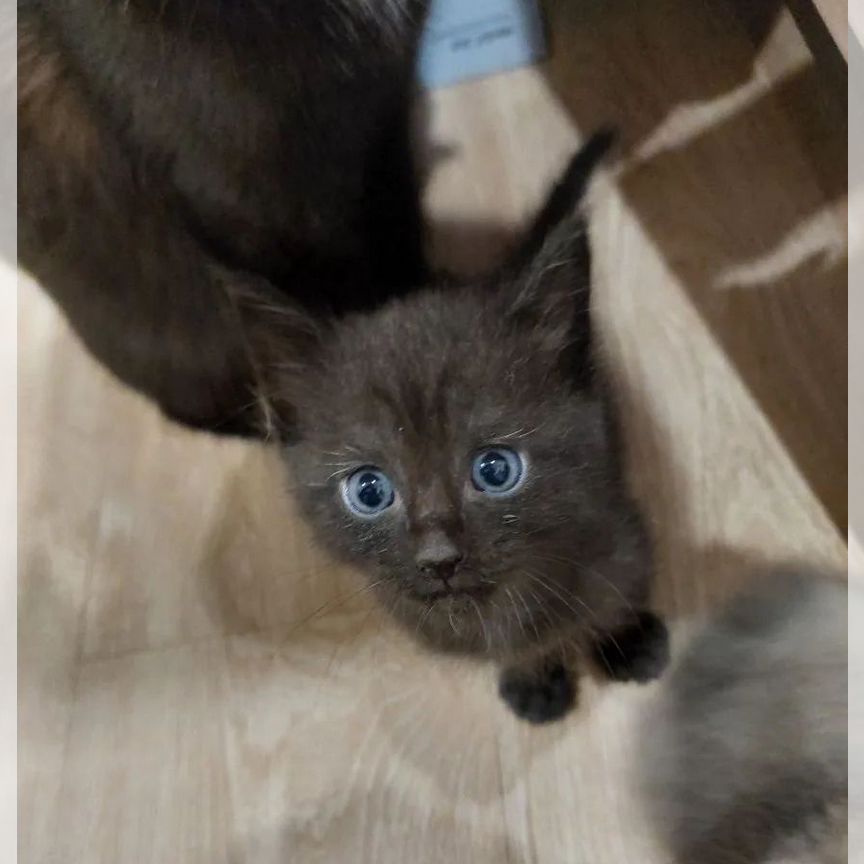 Шотландский вислоухий длинношёрстный котёнок