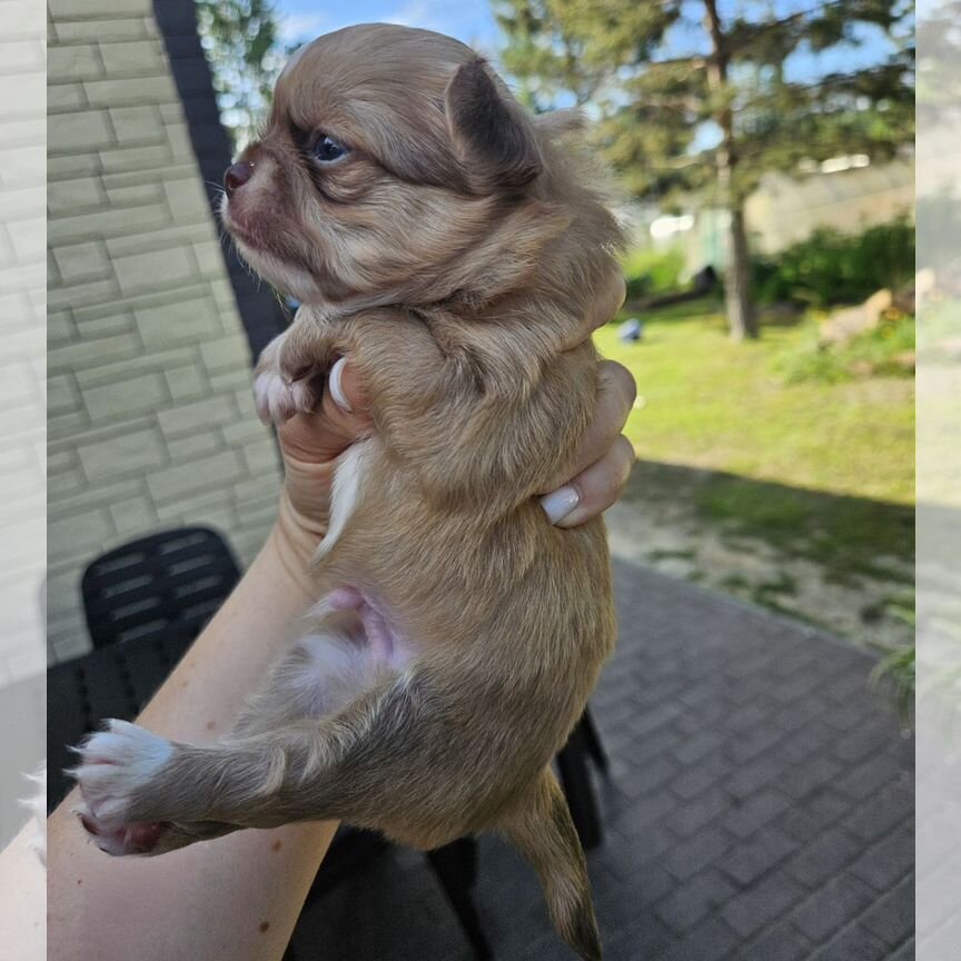 Чихуашечки