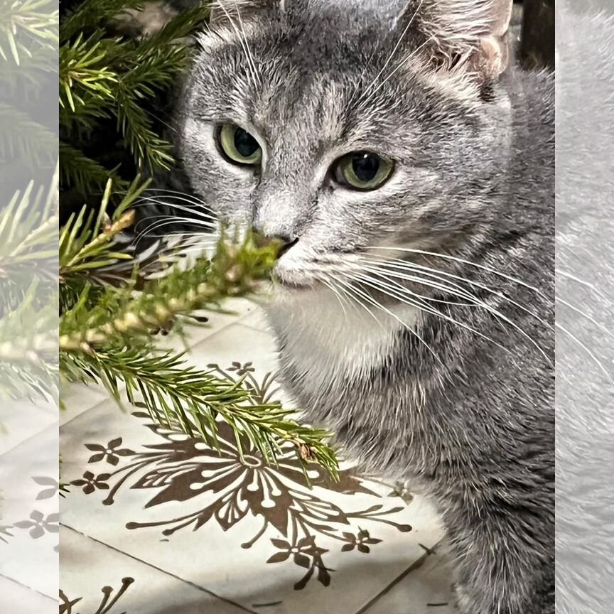 Кошки, коты, котята в приюте