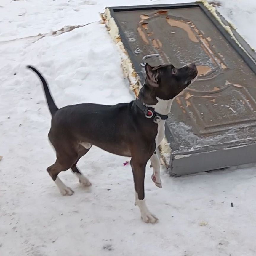 Американский стаффордширский терьер, щенок