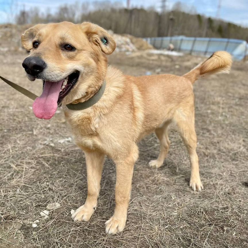 Дружок - обнять и забрать