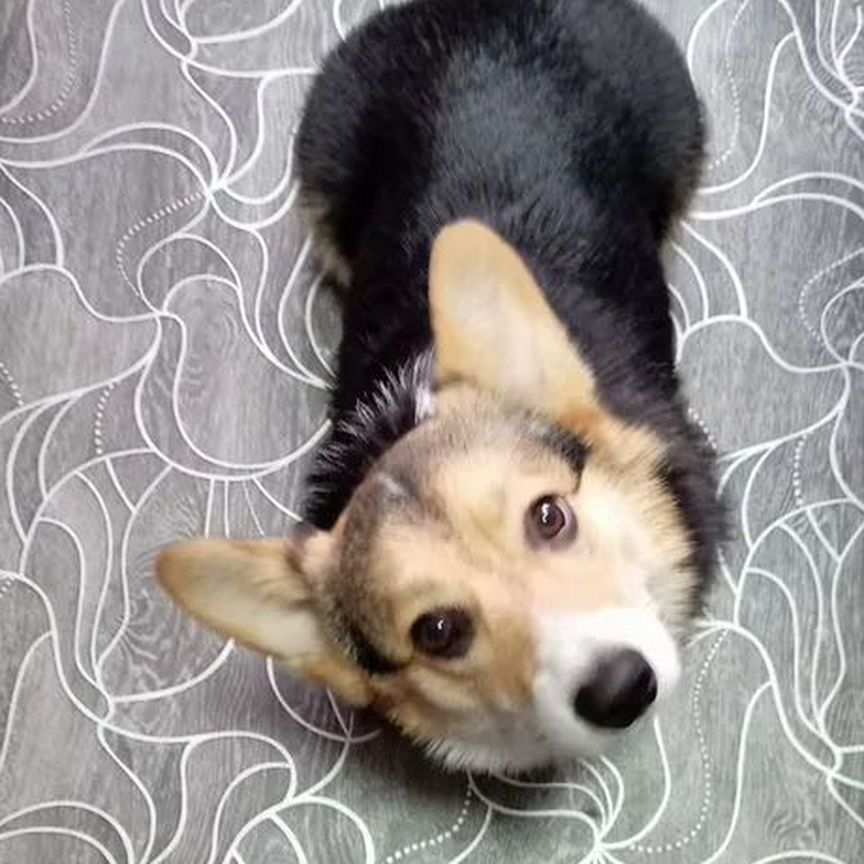 Вельш Корги Пемброк, щенок