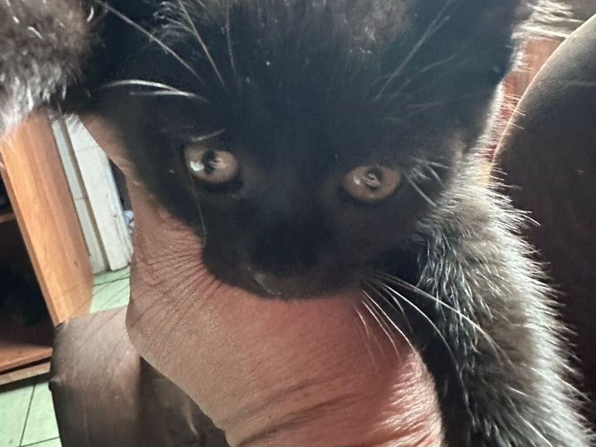 Котенок Уголек, мальчик