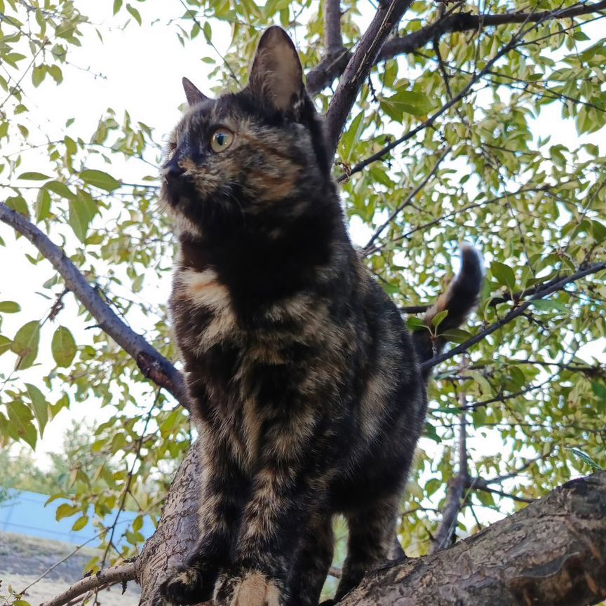 Кошечка, могу привезти