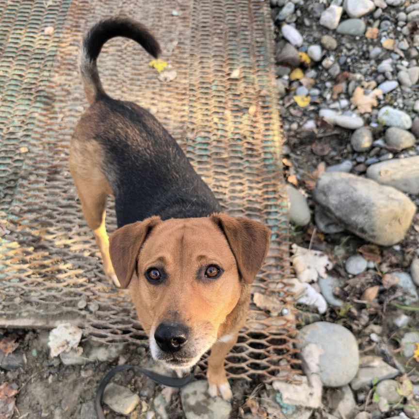 Взрослый пёс в добрые руки