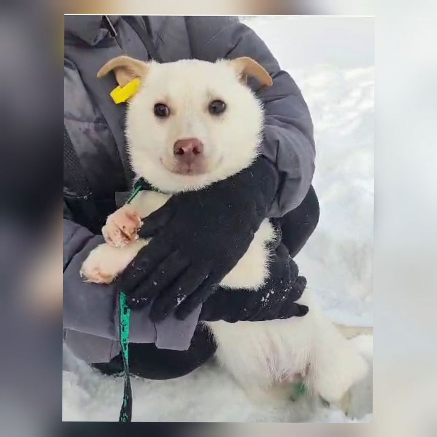 Щенок мальчик в беде в добрые руки