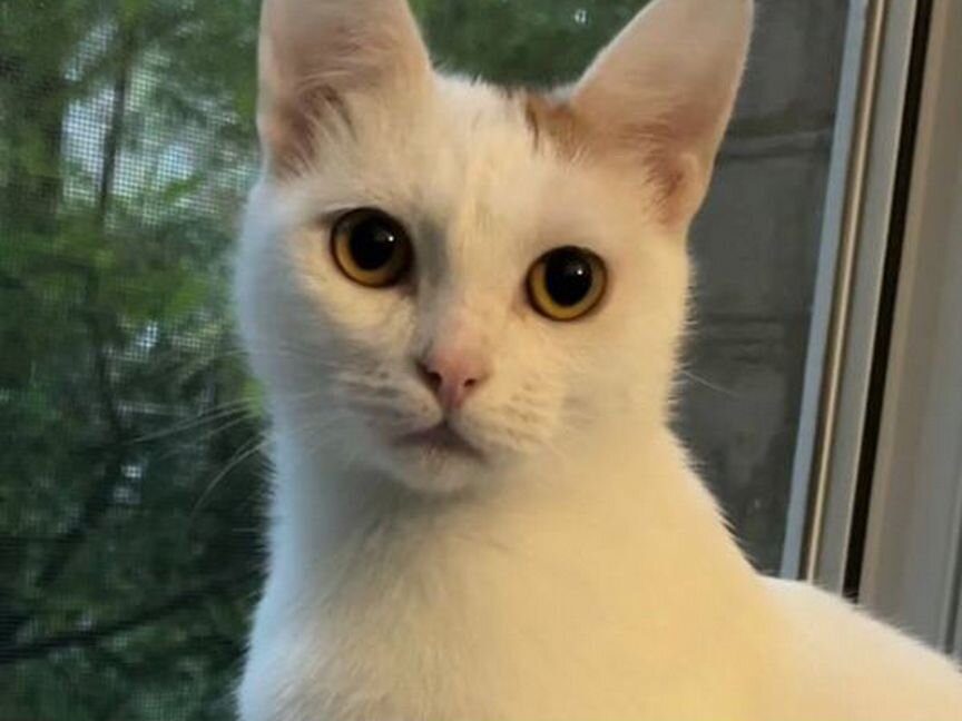 Трогательный котик Вайт