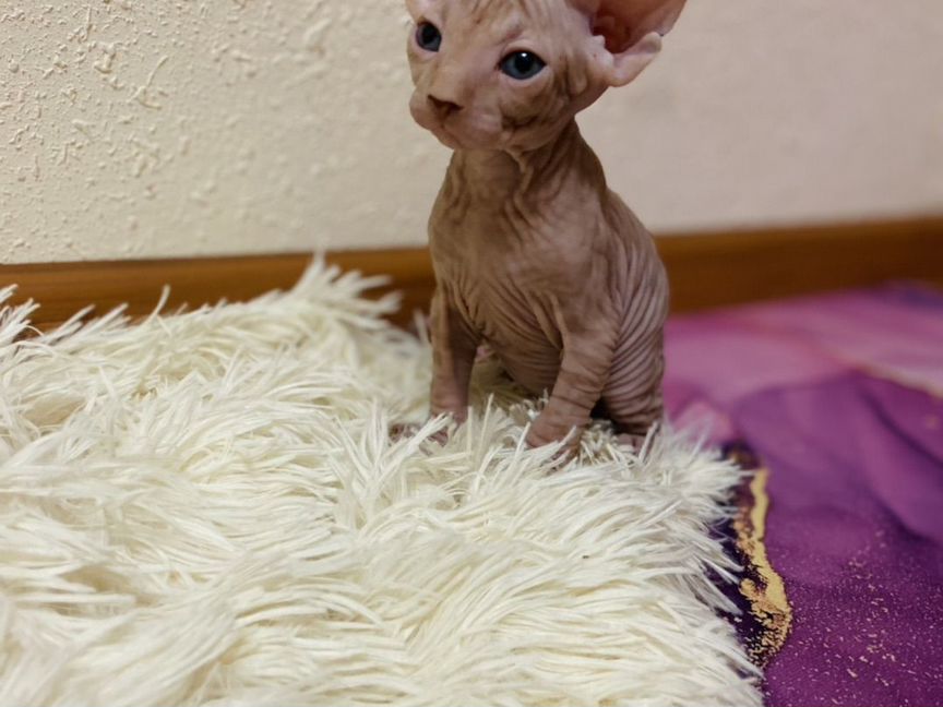 Канадский сфинкс котята