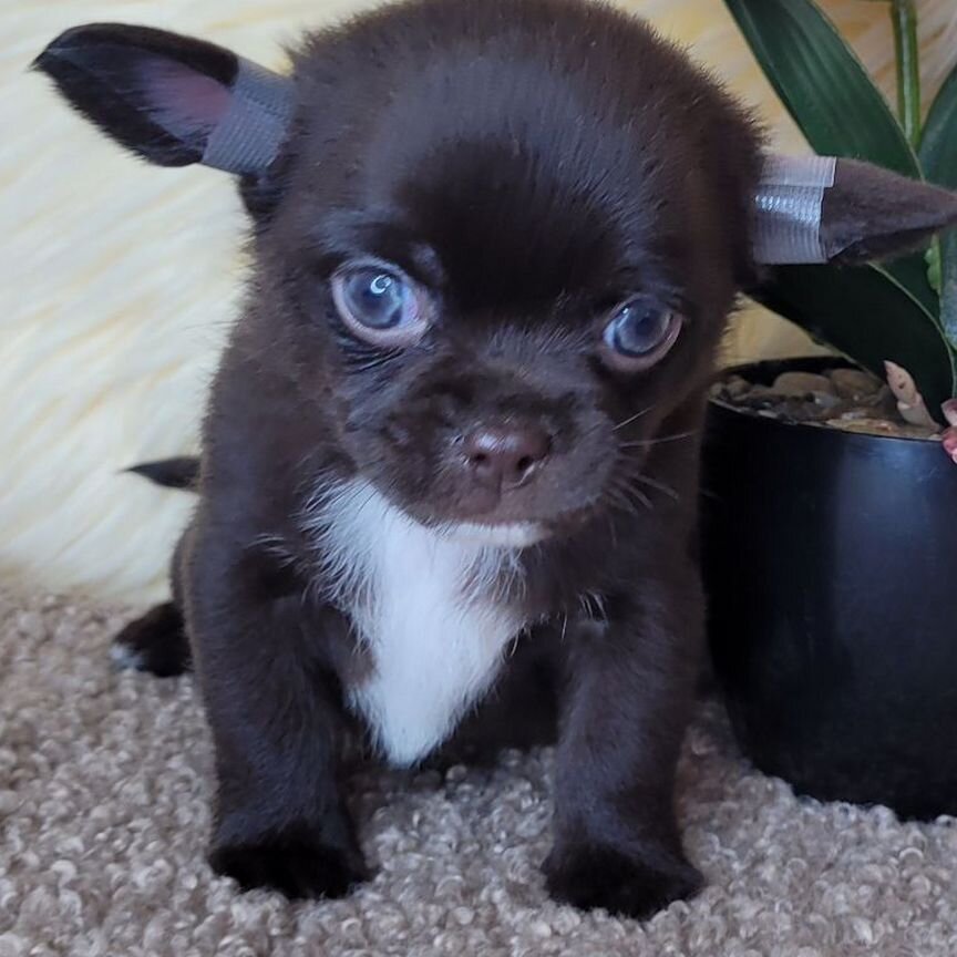 Чихуахуа мальчик 1,5мес