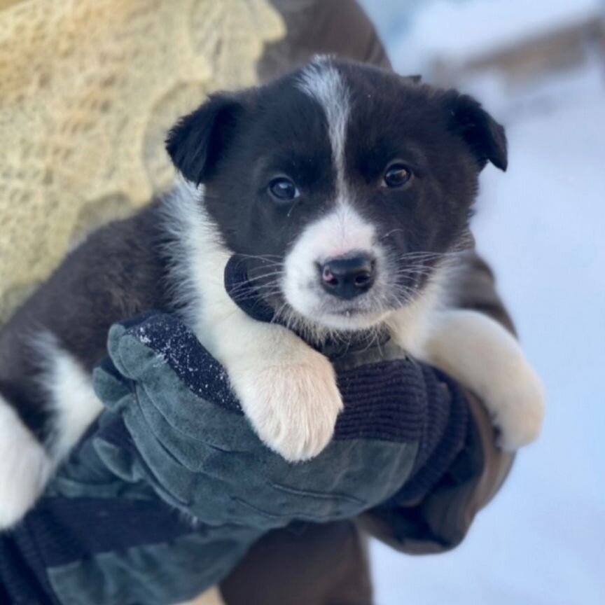 Щенок в добрые руки