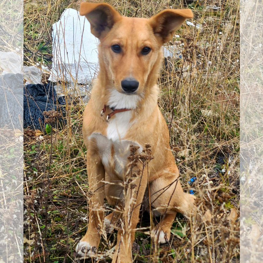 Щенок в добрые руки