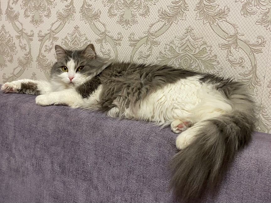 Красивый Котик ищет кису(вязка)