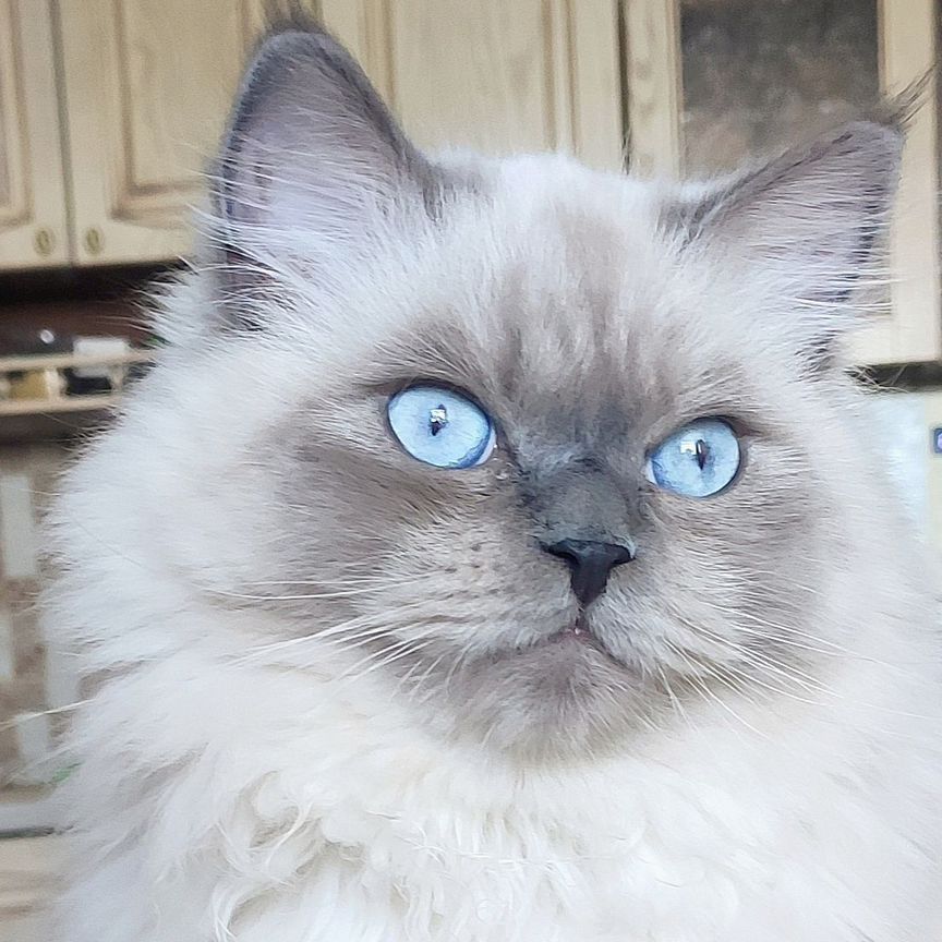 Невский маскарадный котёнок