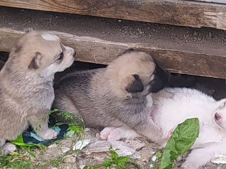 Замечательные щенки, ищут хозяина