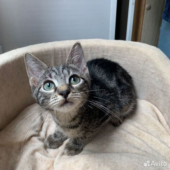 Котенок Тим 4 мес