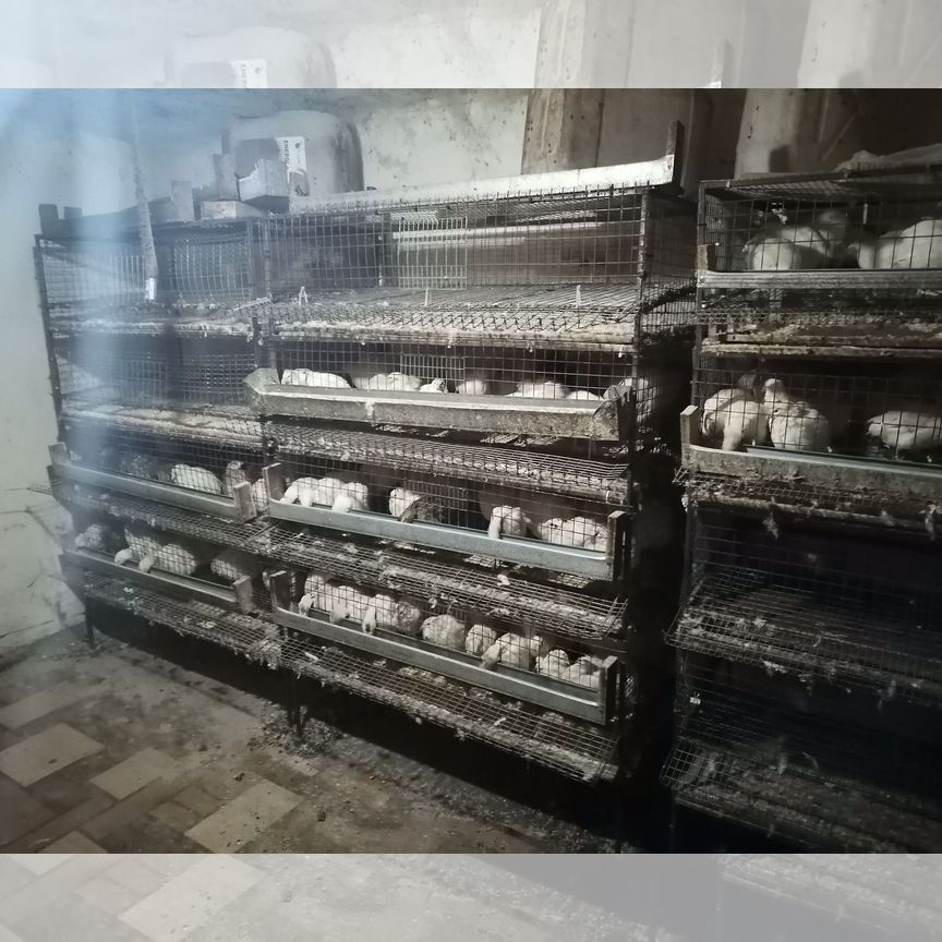 Клетка для перепелок бу