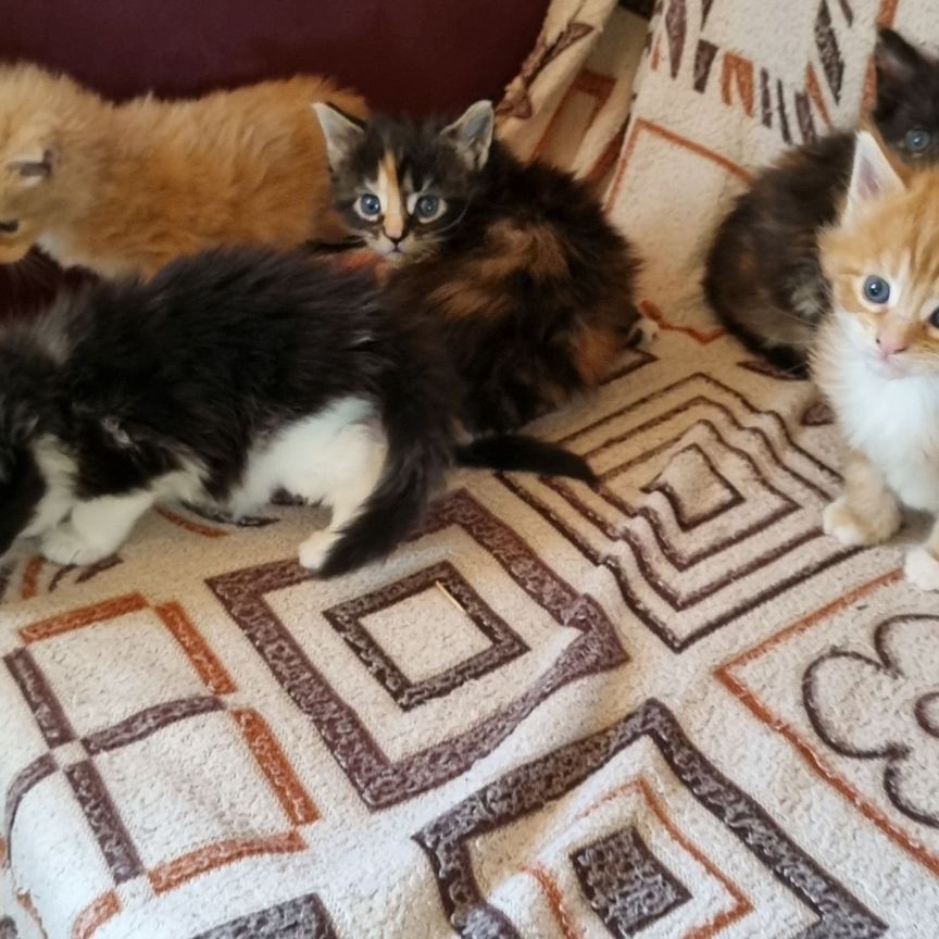 Котята мейн-кун