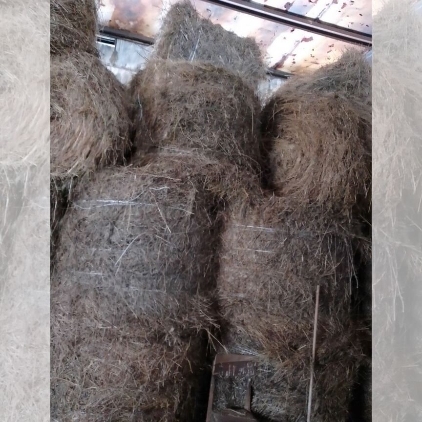 Продам сено в рулонах