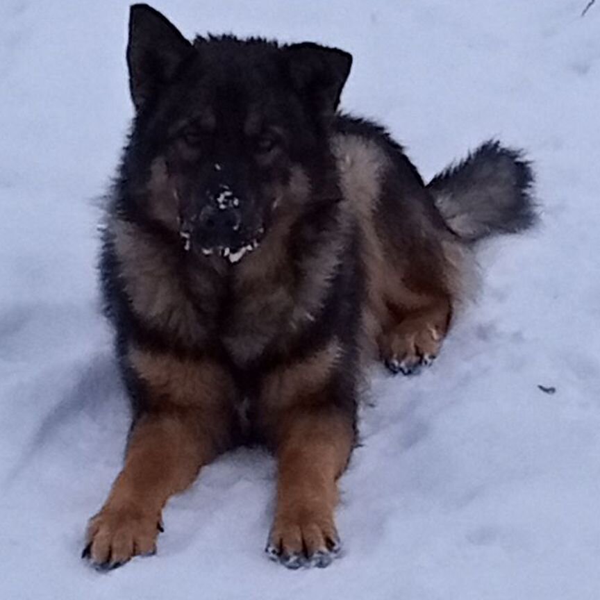 Немецкая овчарка