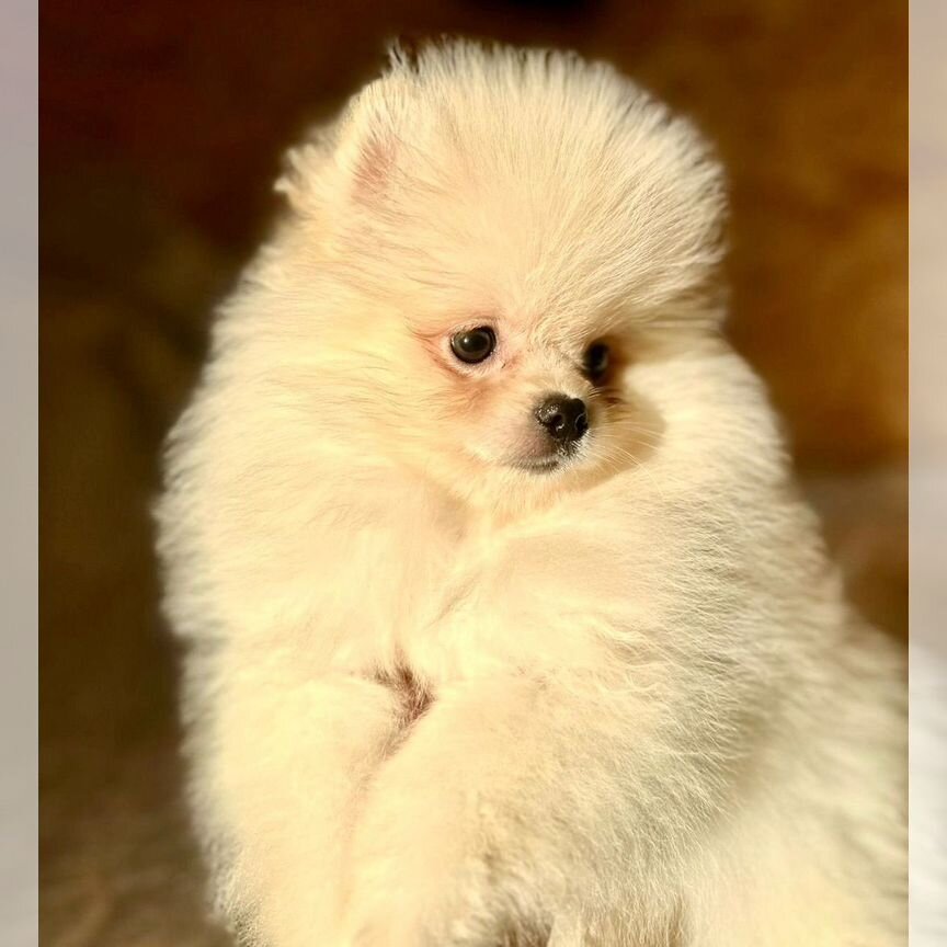 Померанский шпиц, щенок