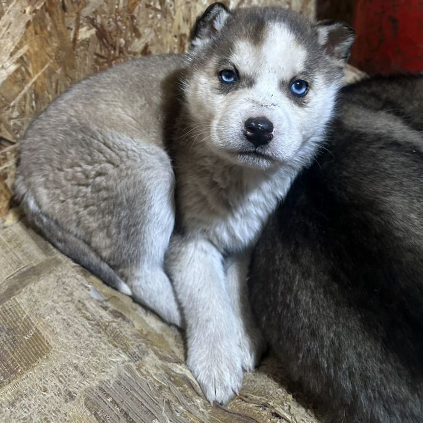 Сибирский хаски, щенок