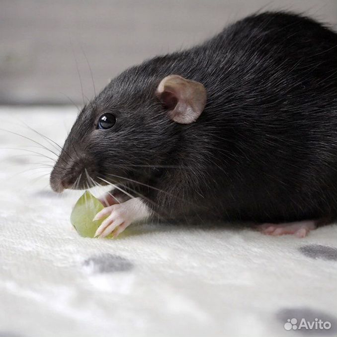 Декоративные крыски