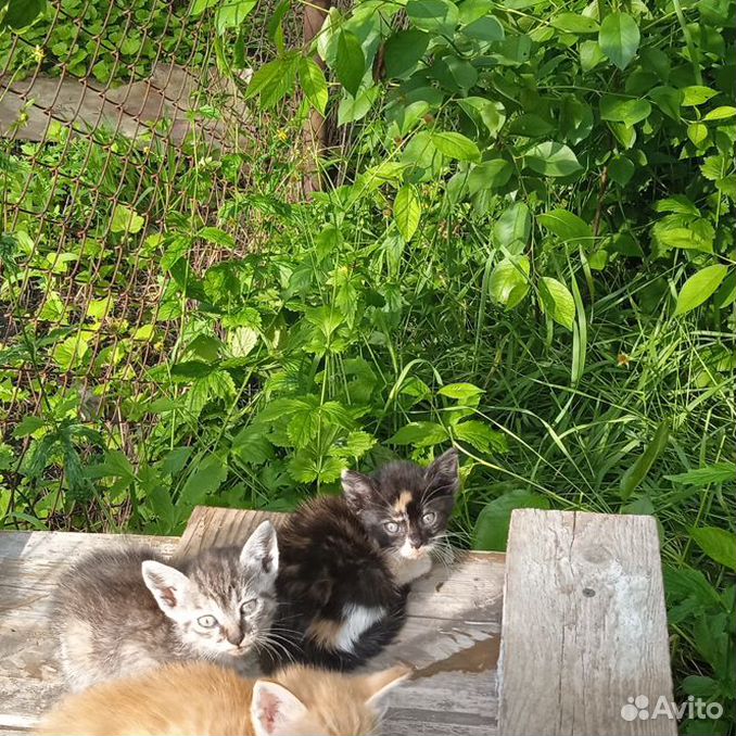 Котята, полтора месяца