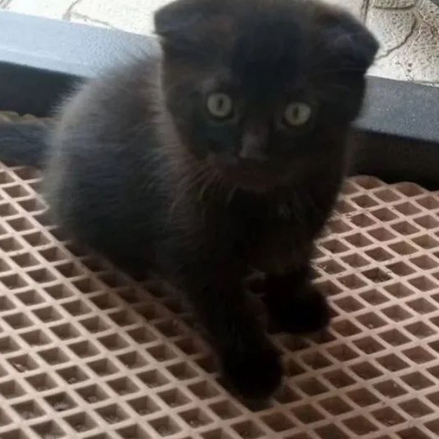 Шотландский вислоухий длинношёрстный котёнок