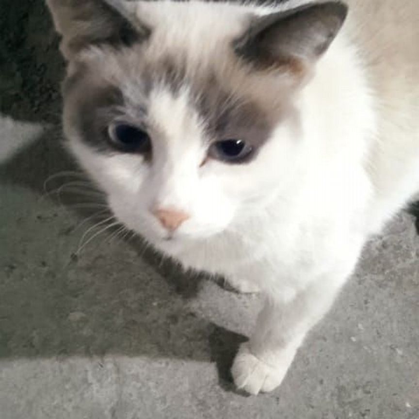 Взрослая кошка в добрые руки