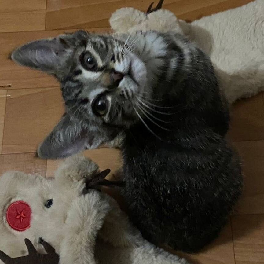 Котёнок в добрые руки