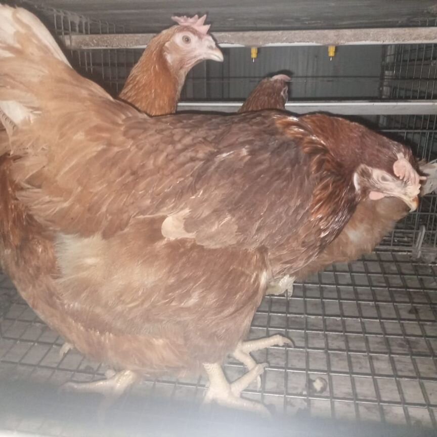 Молодые петухи