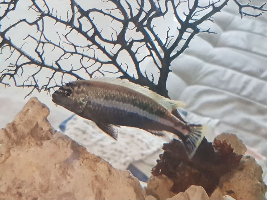 Меланохпомис Ауратус