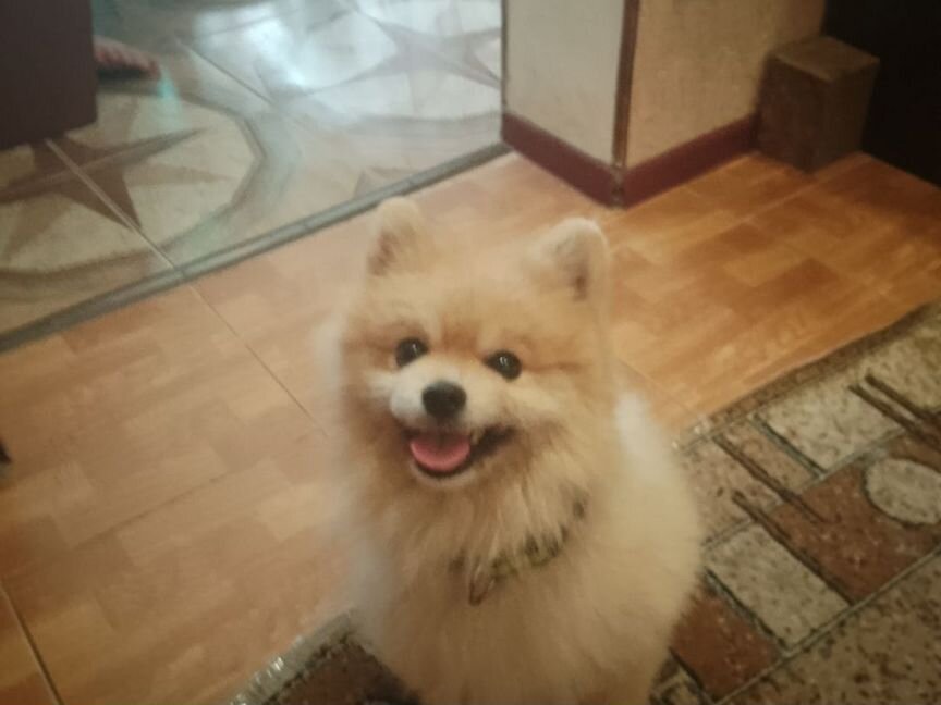 Померанский шпиц медвежьего типа