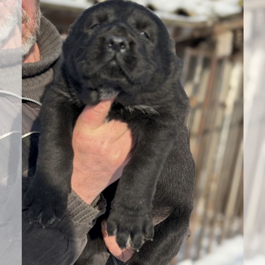 Среднеазиатская овчарка, щенок