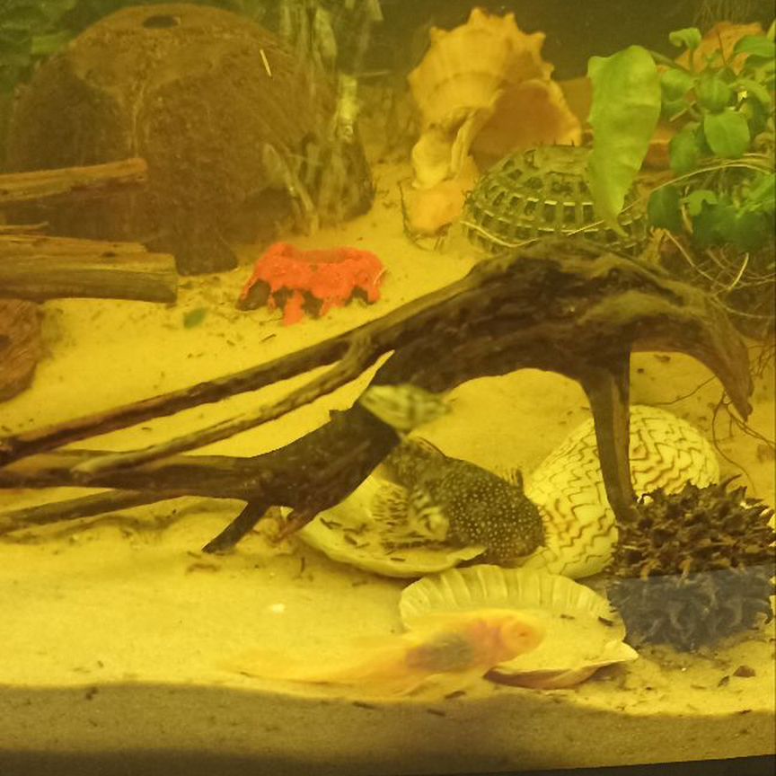 Попугайчики аквариумные, мальки чистая линия