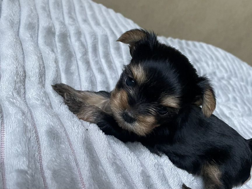 Йоркширский терьер щенки