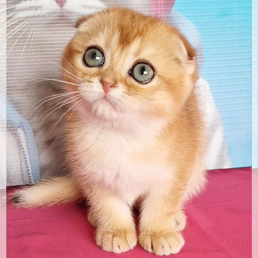 Шотландский вислоухий короткошёрстный котёнок