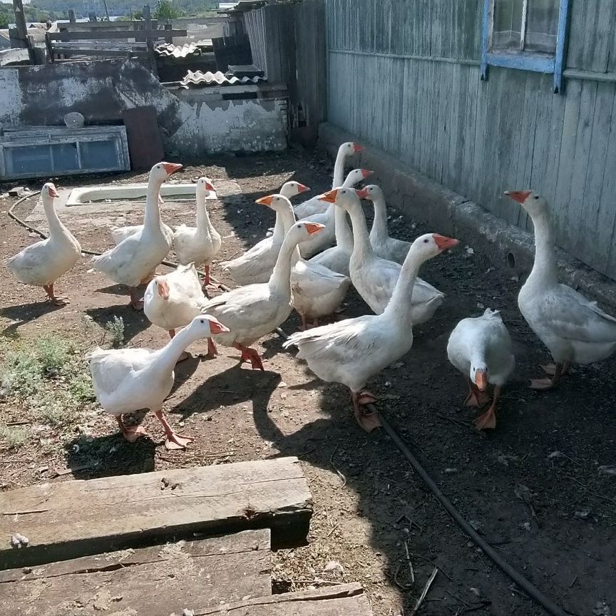 Продам гусей живым весом порода линда