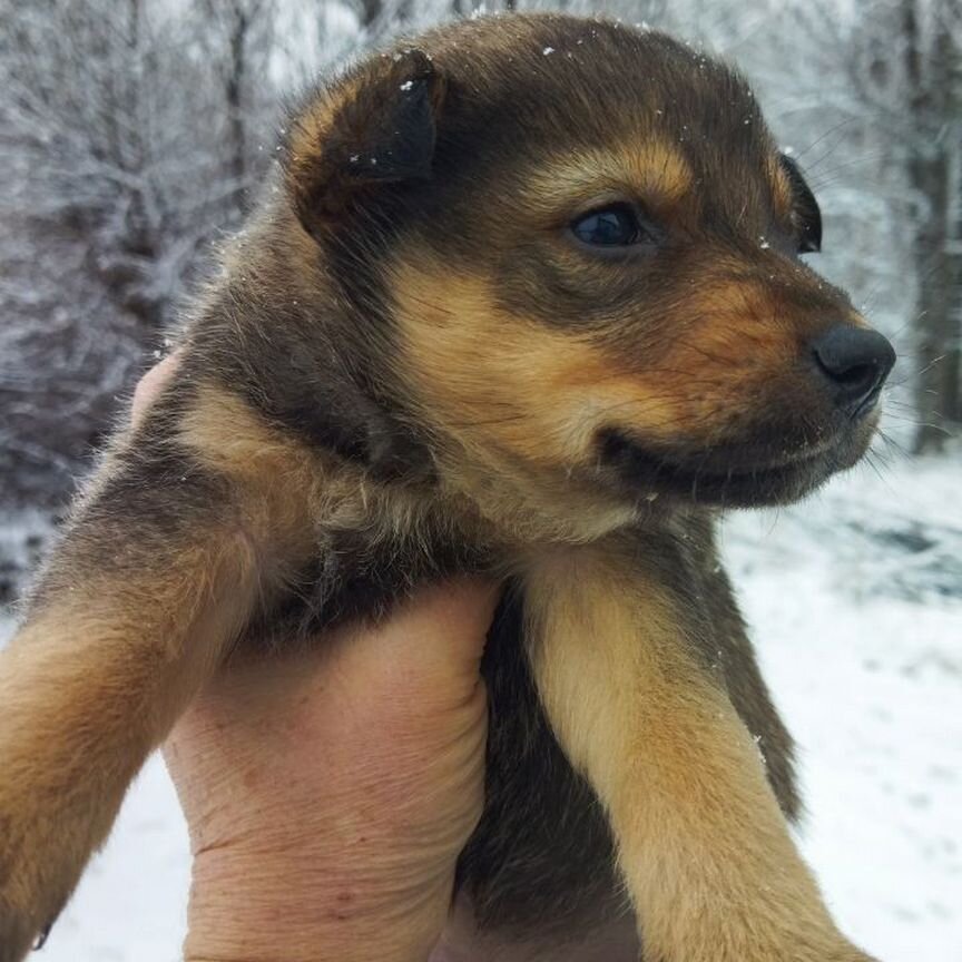 Щенок ищет дом