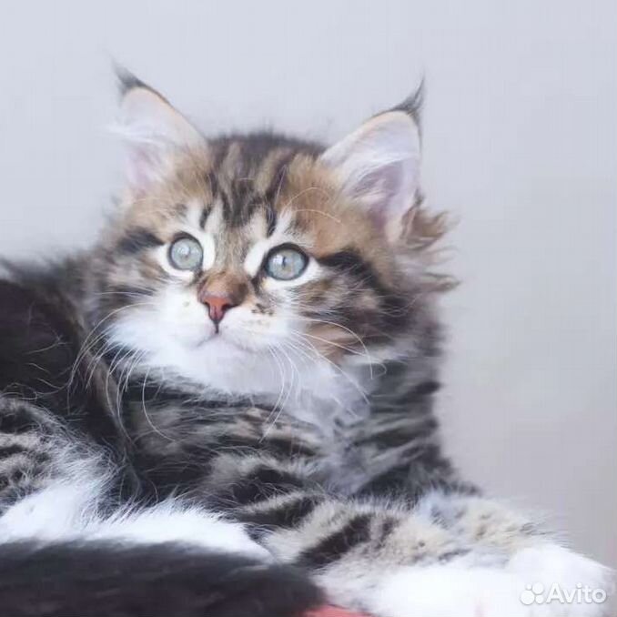 Породистые сибирские котята