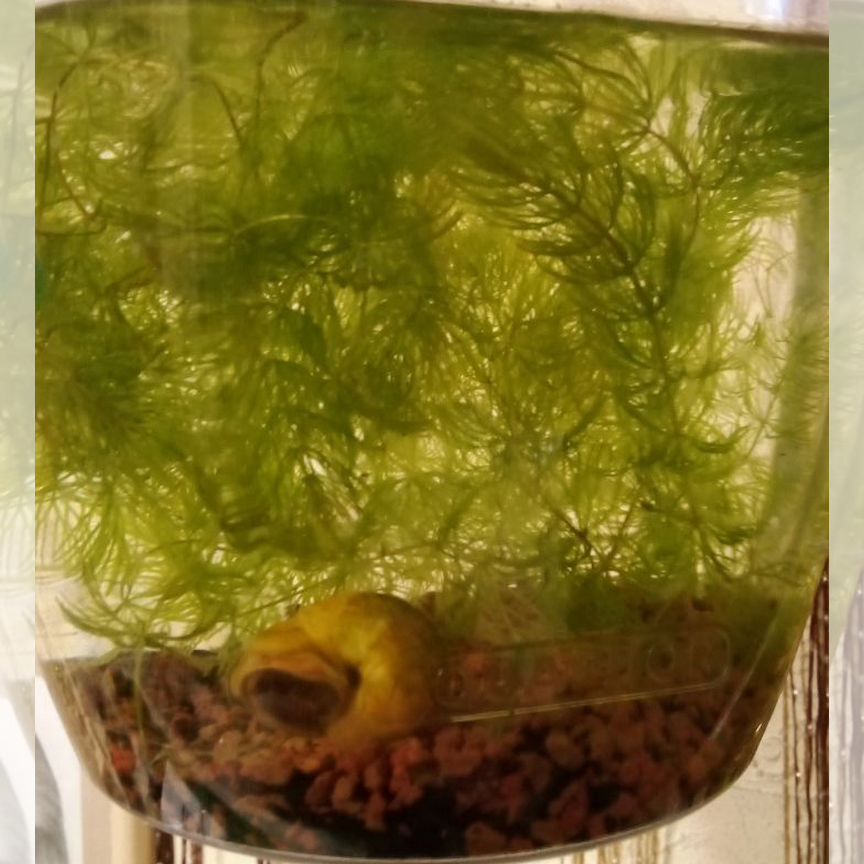 Ампулярия и растения для аквариума